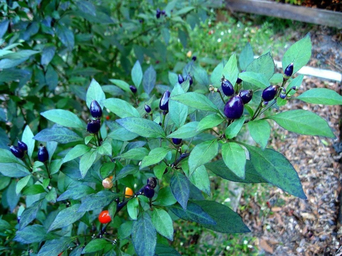Blue Fruits and Vegetables: 21 Naturally Blue Foods – That Start With ...
