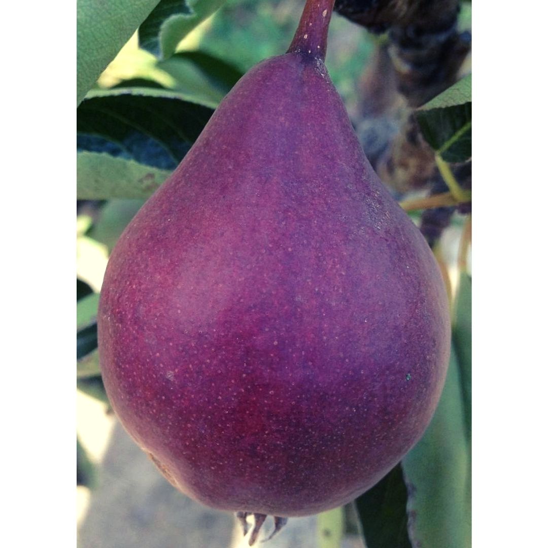 25 Frutas Moradas (con fotos) – That Start With Recipes