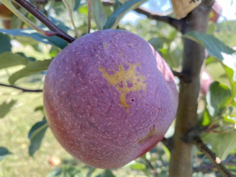 Blue Fruits and Vegetables: 21 Naturally Blue Foods – That Start With ...