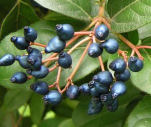 Blue Fruits and Vegetables: 21 Naturally Blue Foods – That Start With ...