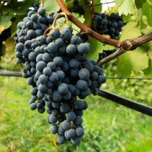 27 Frutas Con R (¡Con Fotos!) – That Start With Recipes