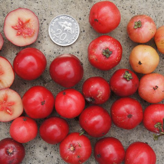 27 Frutas Con R (¡Con Fotos!) – That Start With Recipes