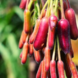 27 Frutas Con R (¡Con Fotos!) – That Start With Recipes