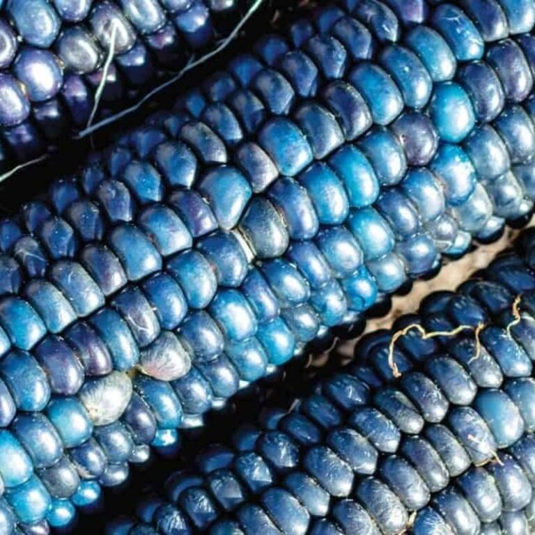 30 Blue Food Items: A List of Naturally Blue Foods – That Start With ...